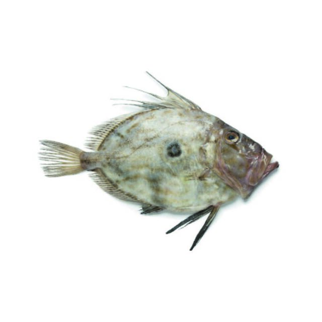 Pesce fresco online a domicilio | PESCE A CASA TUA