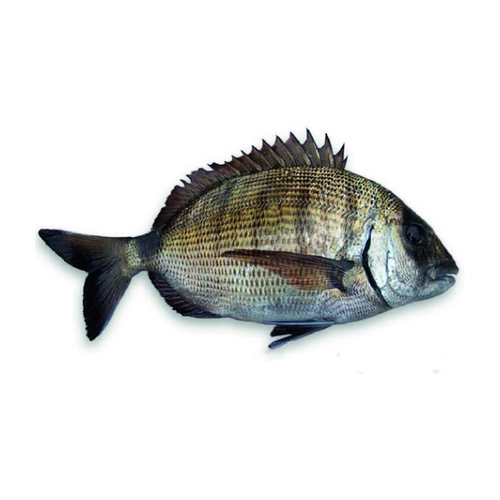 Sarago maggiore da 400/600gr - Pesce a casa tua